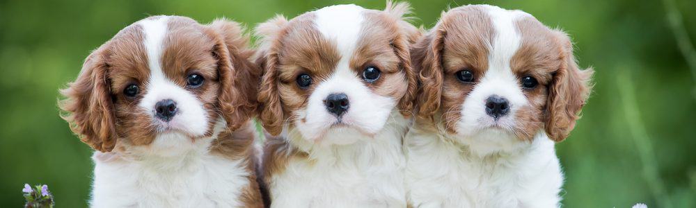 10 Best Dog Breeds for First-Time Owners - PetMag