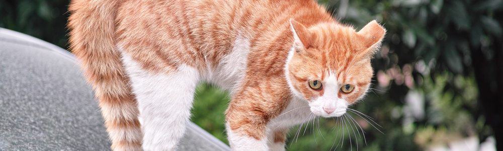 Understanding How & Why Cats Arch Their Backs - PetMag