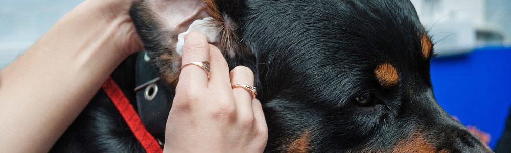The 10 Best Dog Ear Cleaners to Buy in 2024 - PetMag