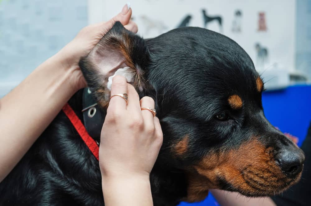 The 10 Best Dog Ear Cleaners to Buy in 2024 - PetMag
