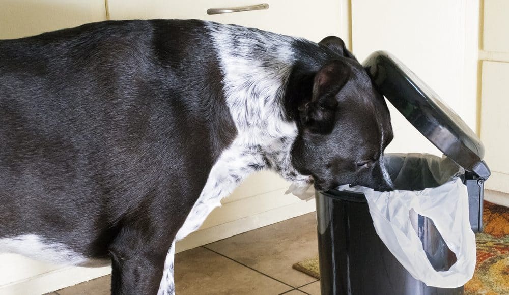 The 10 Best Dog-Proof Trash Cans to Buy in 2025 - PetMag