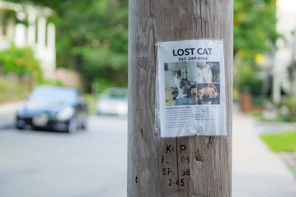 Finding Your Lost Cat - A Step by Step Guide - PetMag