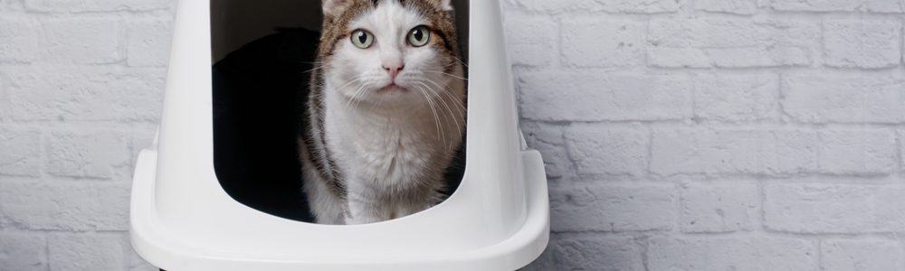 How to Tell if Your Cat Has a UTI - PetMag