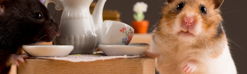 The 13 Best Hamster Foods to Buy in 2026 - PetMag