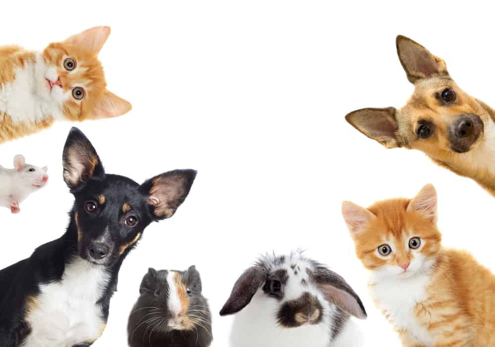 The 8 Best Pet Adoption Websites in 2024 - PetMag