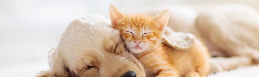 Choosing the Best Dog Breed for Your Cats - PetMag