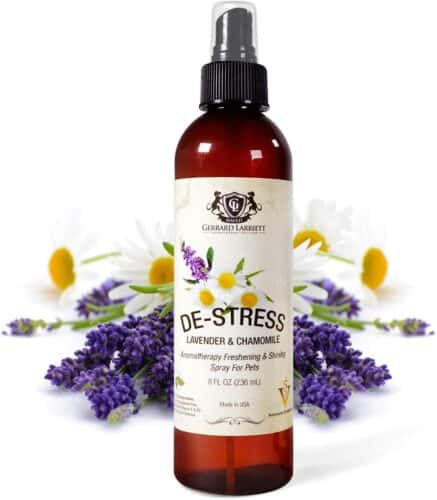 The 10 Best Dog Perfumes and Colognes in 2025 - PetMag
