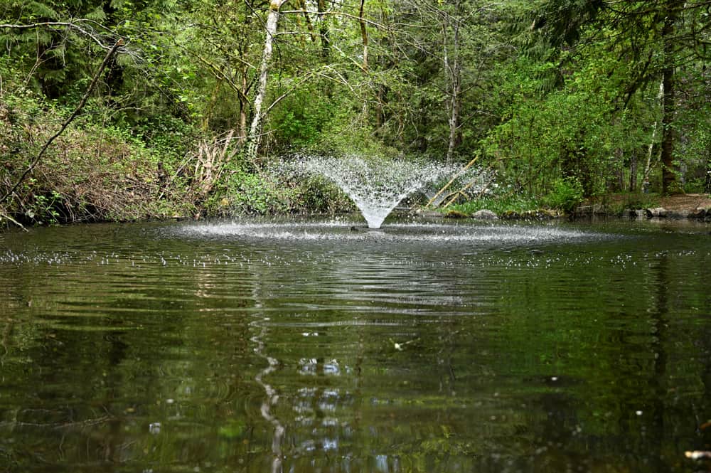 The 10 Best Pond Aerators to Buy in 2026 - PetMag