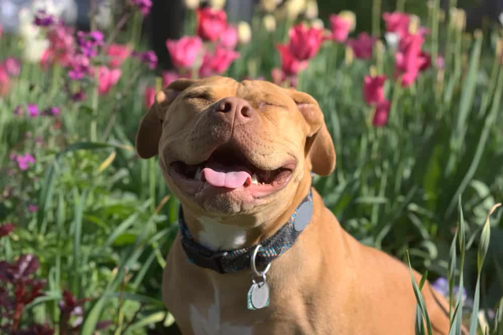 The Different Types of Pitbull Dog Breeds - PetMag