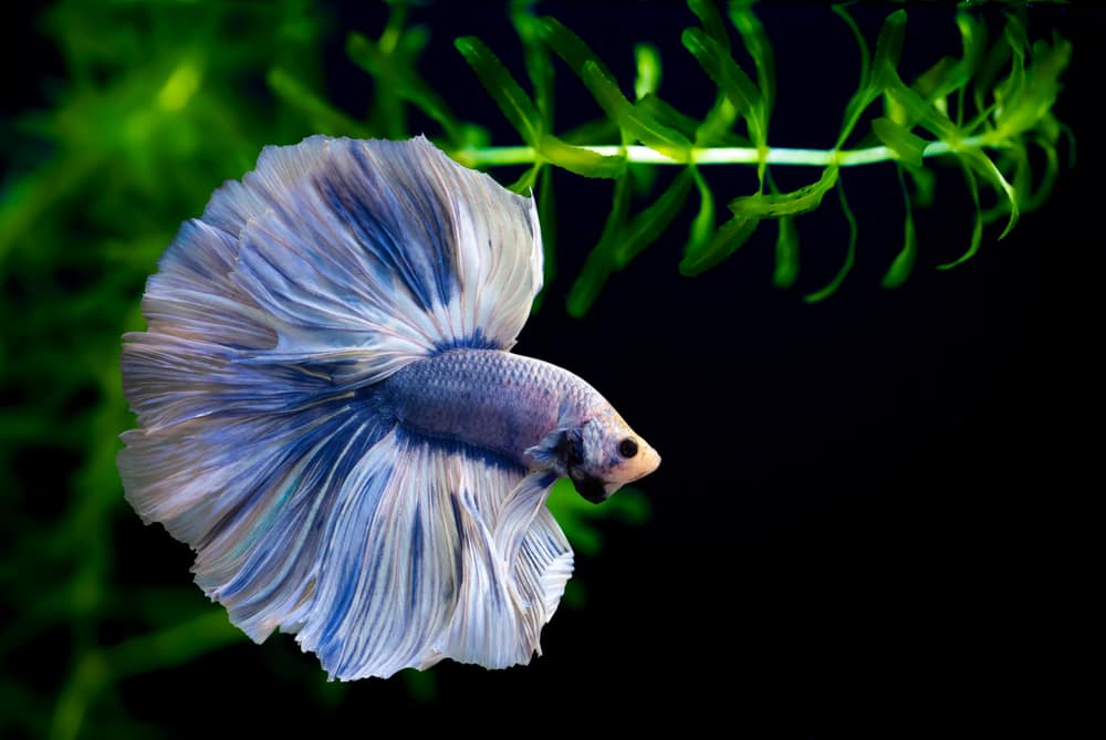 The 7 Best Betta Tanks for Your Beautiful Betta in 2025 - PetMag