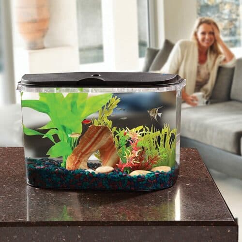 The 7 Best Betta Tanks for Your Beautiful Betta in 2026 - PetMag