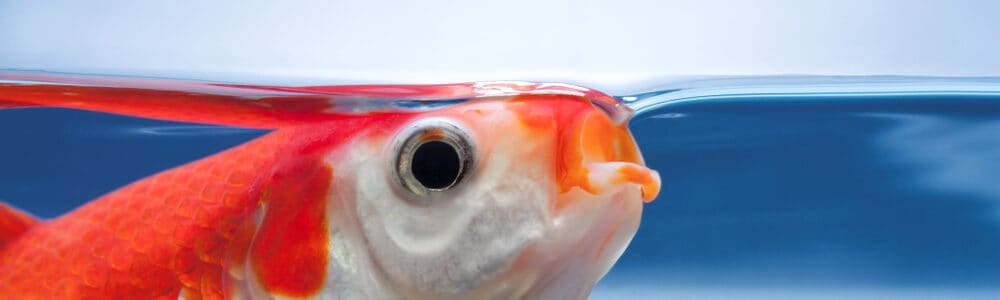 The 10 Best Koi Foods With the Nutrients You Need 2024 - PetMag