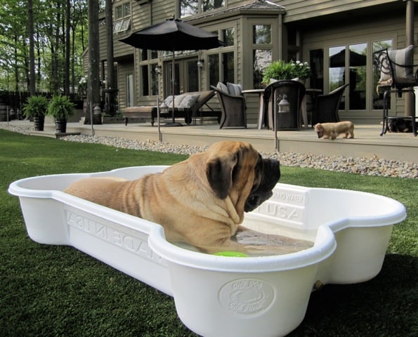 The 10 Best Dog Pools to Keep Your Dog Cool in 2025 - PetMag
