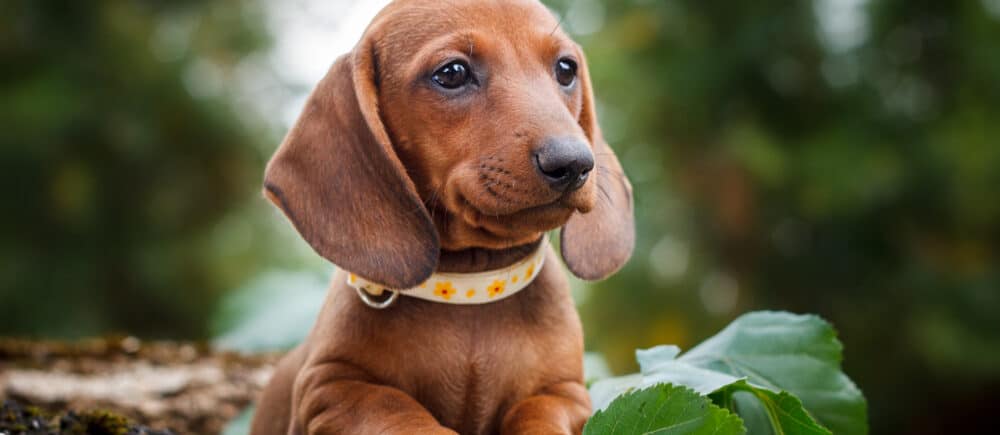 German Dog Names From Bach to Bock - PetMag