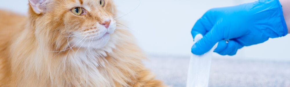 How to Bandage a Cat's Paw: First-Aid for Cats - PetMag