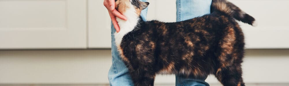 How to Bond With a Cat - Deepening Your Connection
