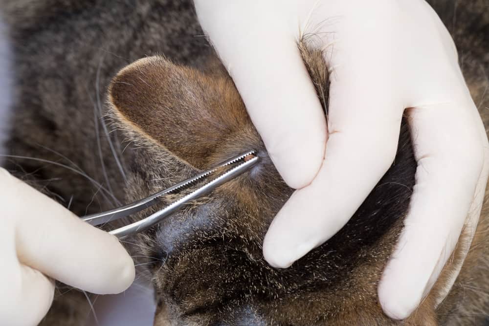 How To Remove A Tick From A Cat Step By Step Guide