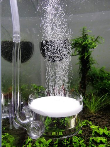The 10 Best CO2 Diffusers to Make Your Aquarium Bloom in 2022