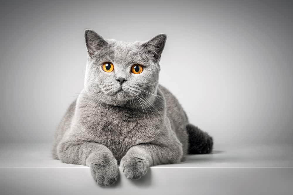 130+ Grey Cat Names for Your Little Grey Furball - PetMag
