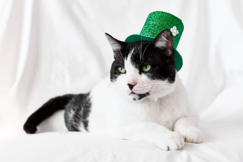 100+ Best Irish Cat Names - PetMag