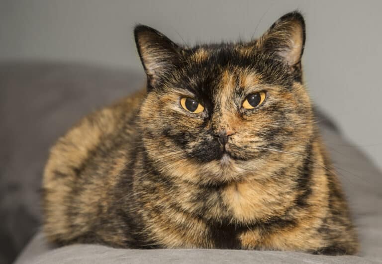 100+ Tortoiseshell Cat Names - PetMag