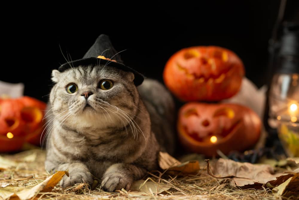 Halloween Cat Names 180 Purranormal Names For Your Adorable Kitty