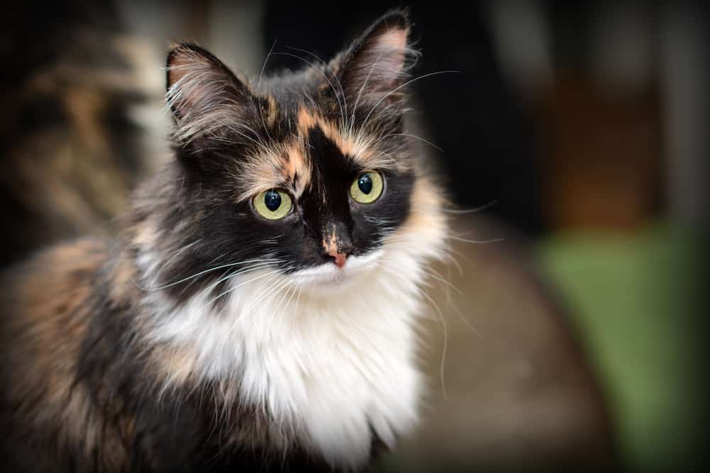 100+ Tortoiseshell Cat Names - PetMag