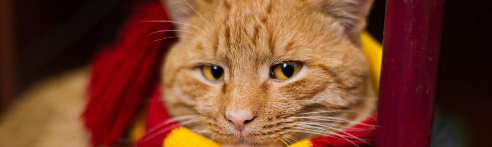 The Best Harry Potter Cat Names - 75+ Names