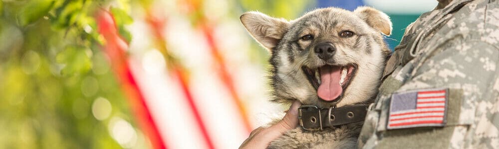 100+ Military Dog Name Ideas - Male & Female Ideas - PetMag