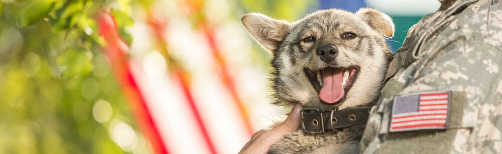 100 Military Dog Name Ideas Male Female Ideas PetMag 100-military-dog-name-ideas-male-female-ideas-petmag