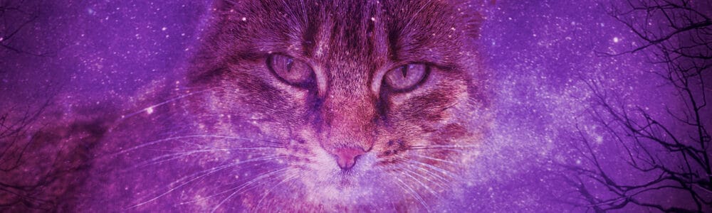 93 Divine Goddess Cat Names - Purrfect for All-Powerful Pussycats