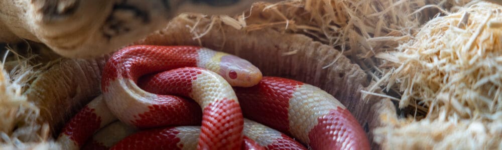 273 Cute Snake Names for Your Pet Noodle - PetMag