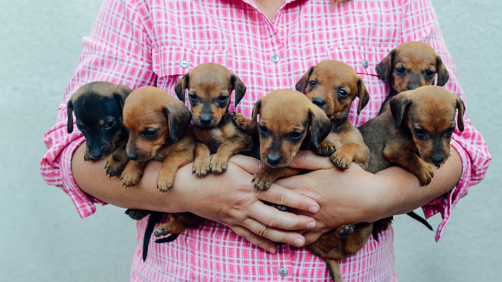 125 Dog Names That Start With the Letter C - PetMag