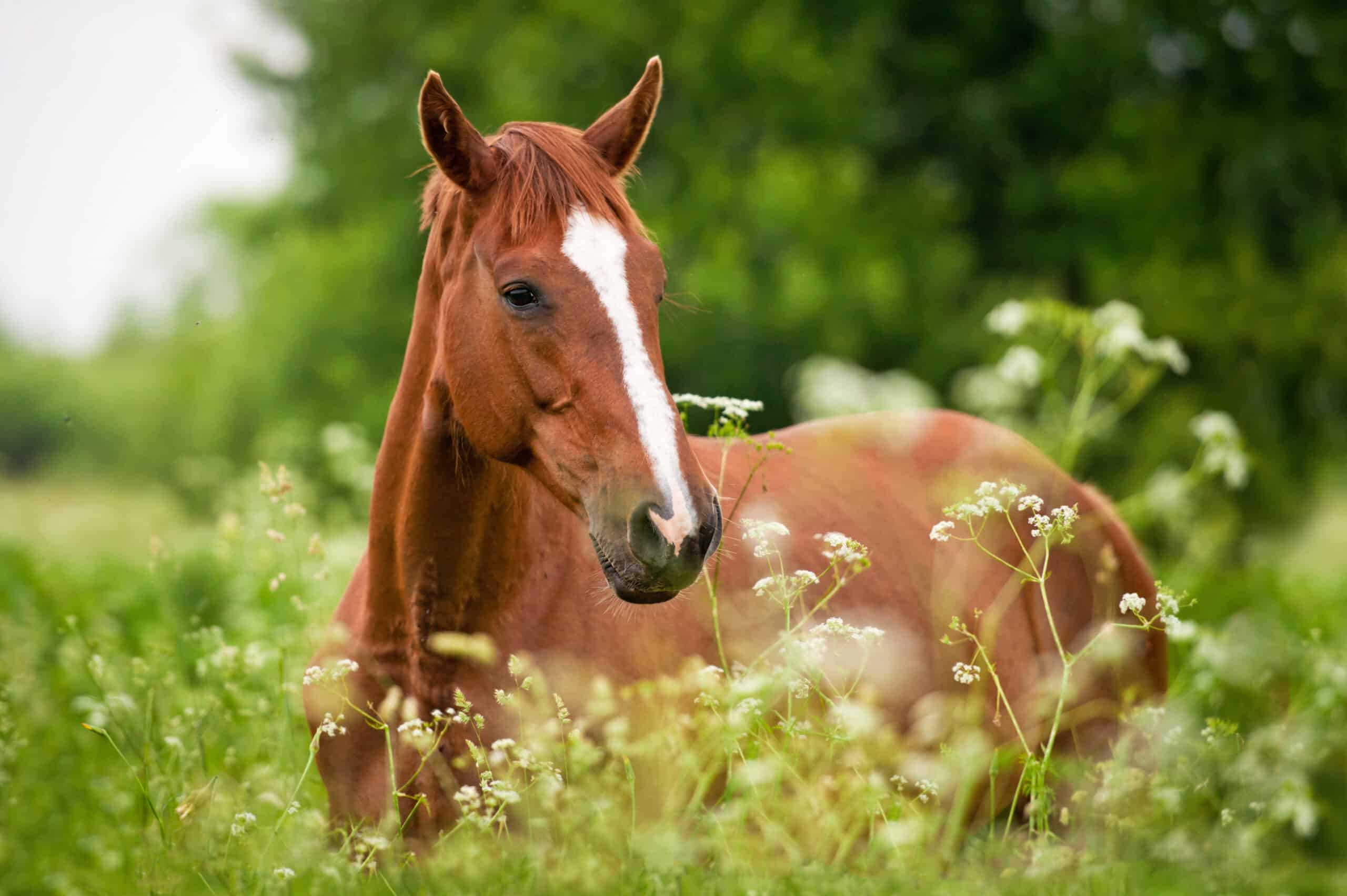 140 Famous Horse Names For Your Equine Diva PetMag