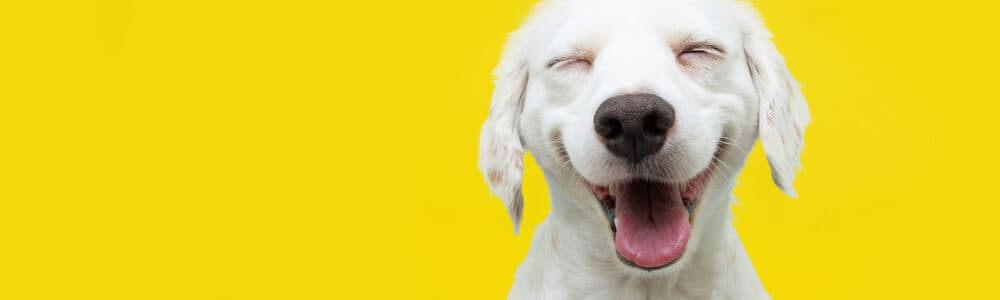 169 Dog Names That Start With G - PetMag