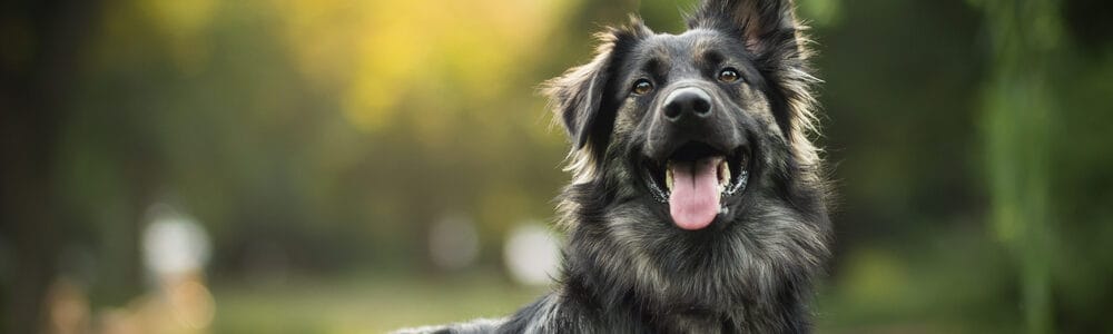 100 Outstanding Dog Names That Start With O - PetMag